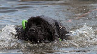 Newfoundland Growth Chart For Raising Your Gentle Giant Right