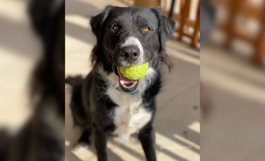 19 Newfoundland Mixes You Must Find Out About (With Pictures)