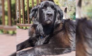 19 Newfoundland Mixes You Must Find Out About (With Pictures)