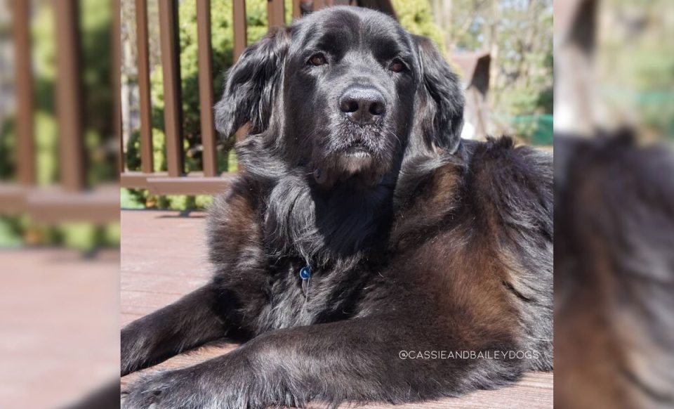 19 Newfoundland Mixes You Must Find Out About (With Pictures)