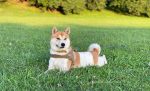 11+ Beautiful Shiba Inu Colors That Will Make You Gasp