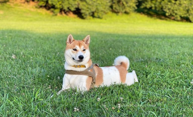 11+ Beautiful Shiba Inu Colors That Will Make You Gasp