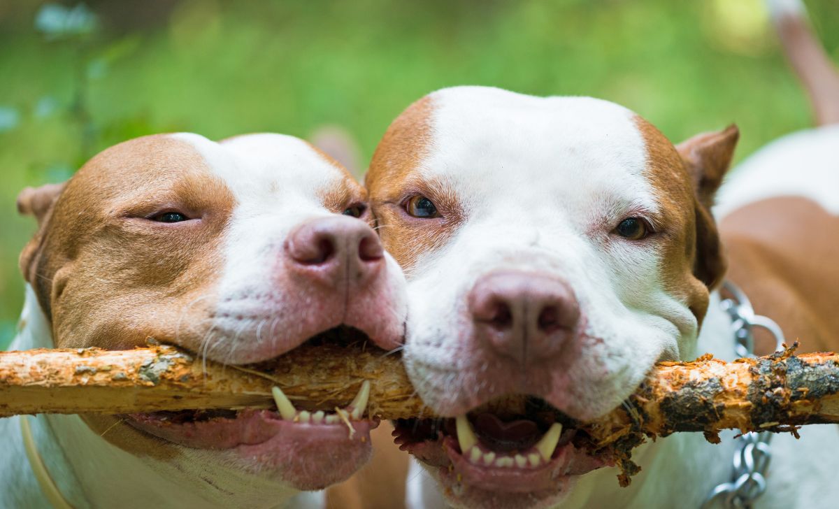 American Bully Vs Pitbull: Are They The Same?