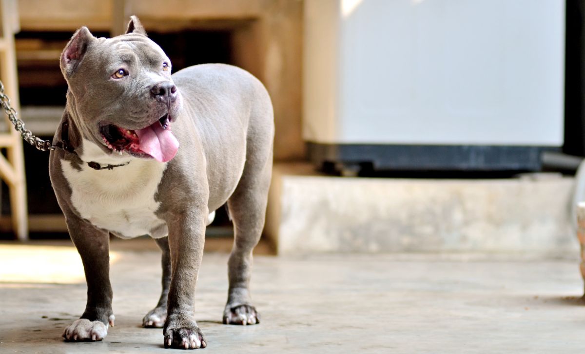 American Bully Vs Pitbull: Are They The Same?