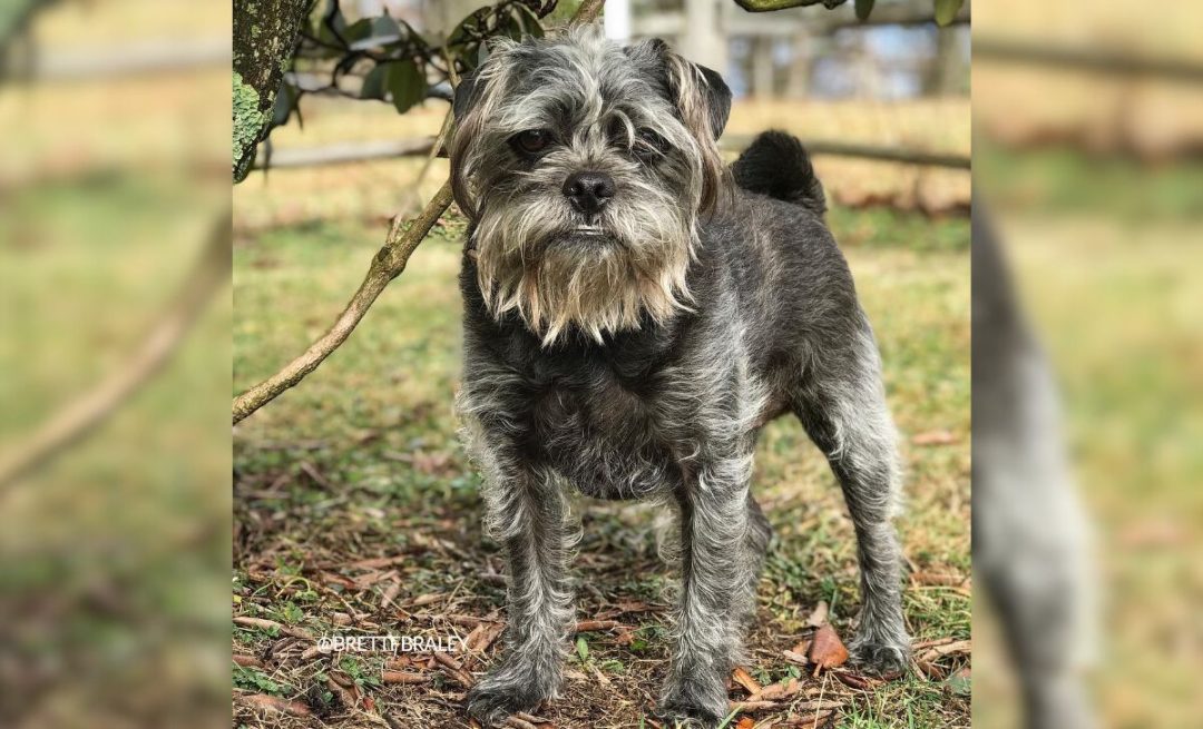 33 Gorgeous Pug Mixes To Make You Smile (With Pictures)