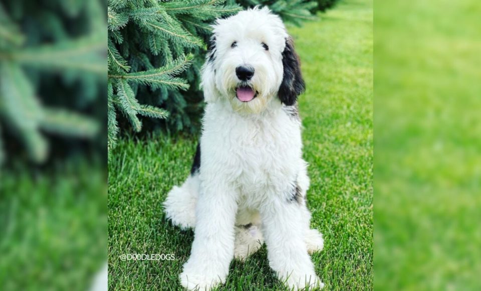 23 Adorable Horse-Sized Crossbreeds Called Great Dane Mixes