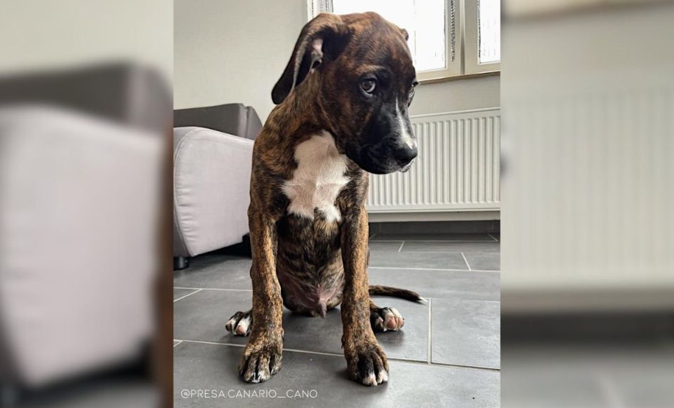 15 Dogo Argentino Mixes That Are Incredible Family Guard Dogs