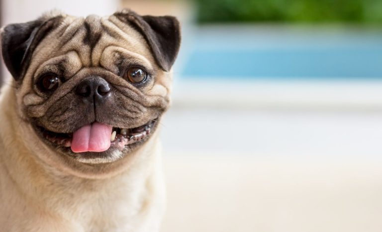 A Complete Pug Growth Chart To Follow Your Dog's Growth