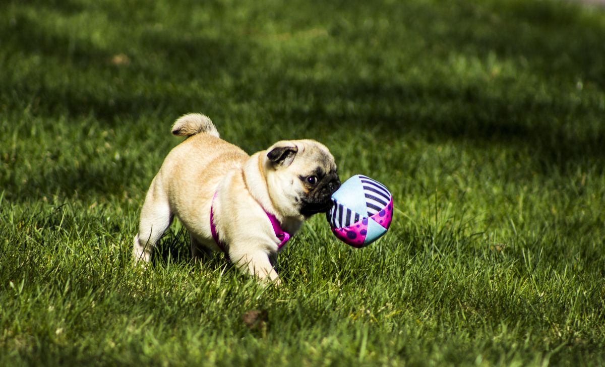 The Only Pug Feeding Chart You'll Need