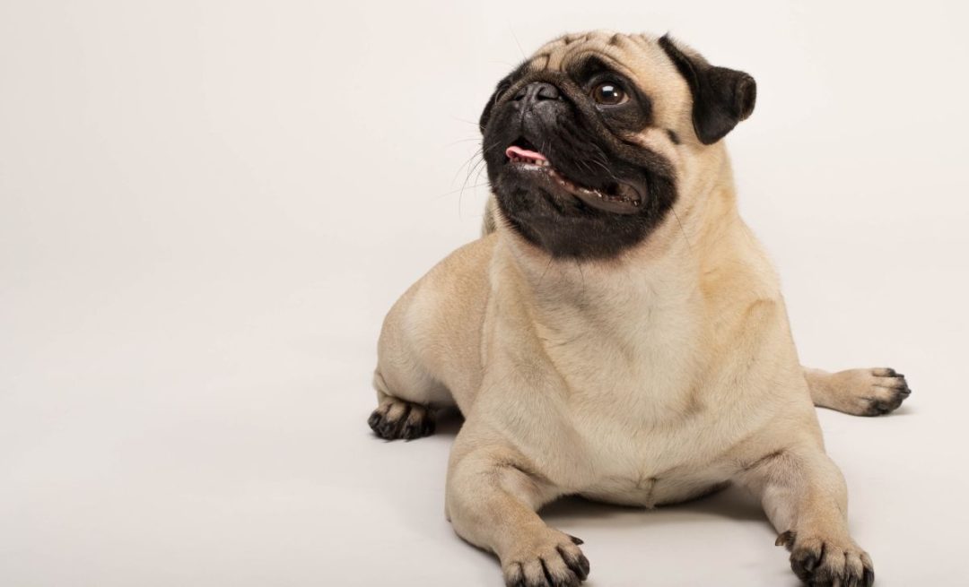 The Only Pug Feeding Chart You'll Need
