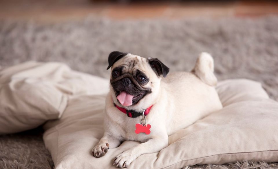 A Complete Pug Growth Chart To Follow Your Dog's Growth