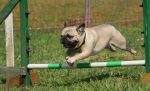 A Complete Pug Growth Chart To Follow Your Dog's Growth
