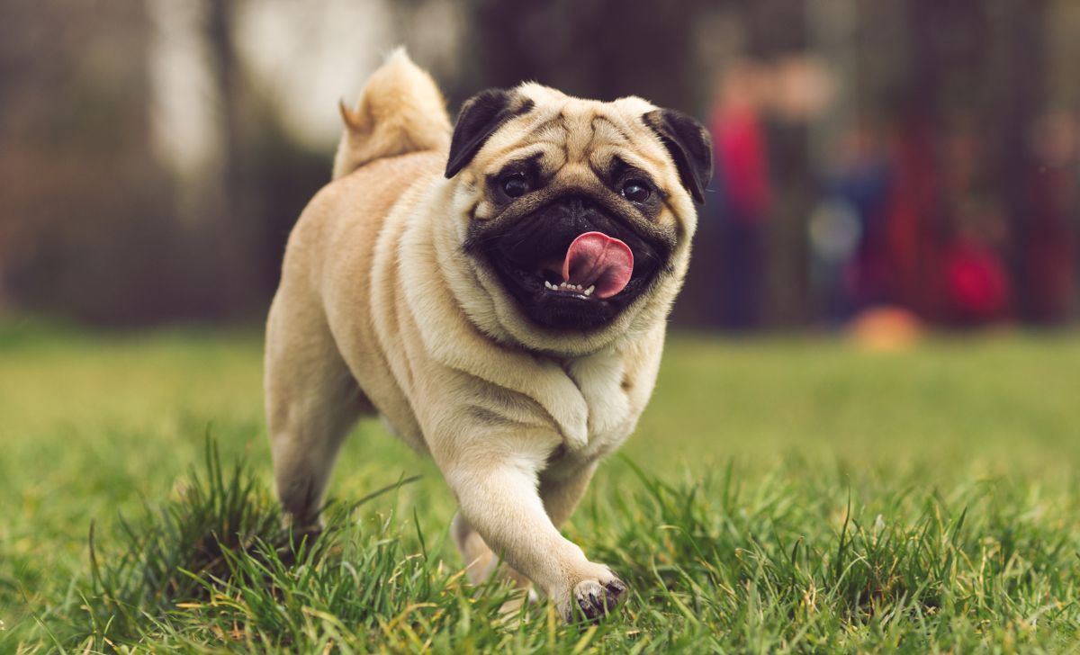 A Complete Pug Growth Chart To Follow Your Dog's Growth