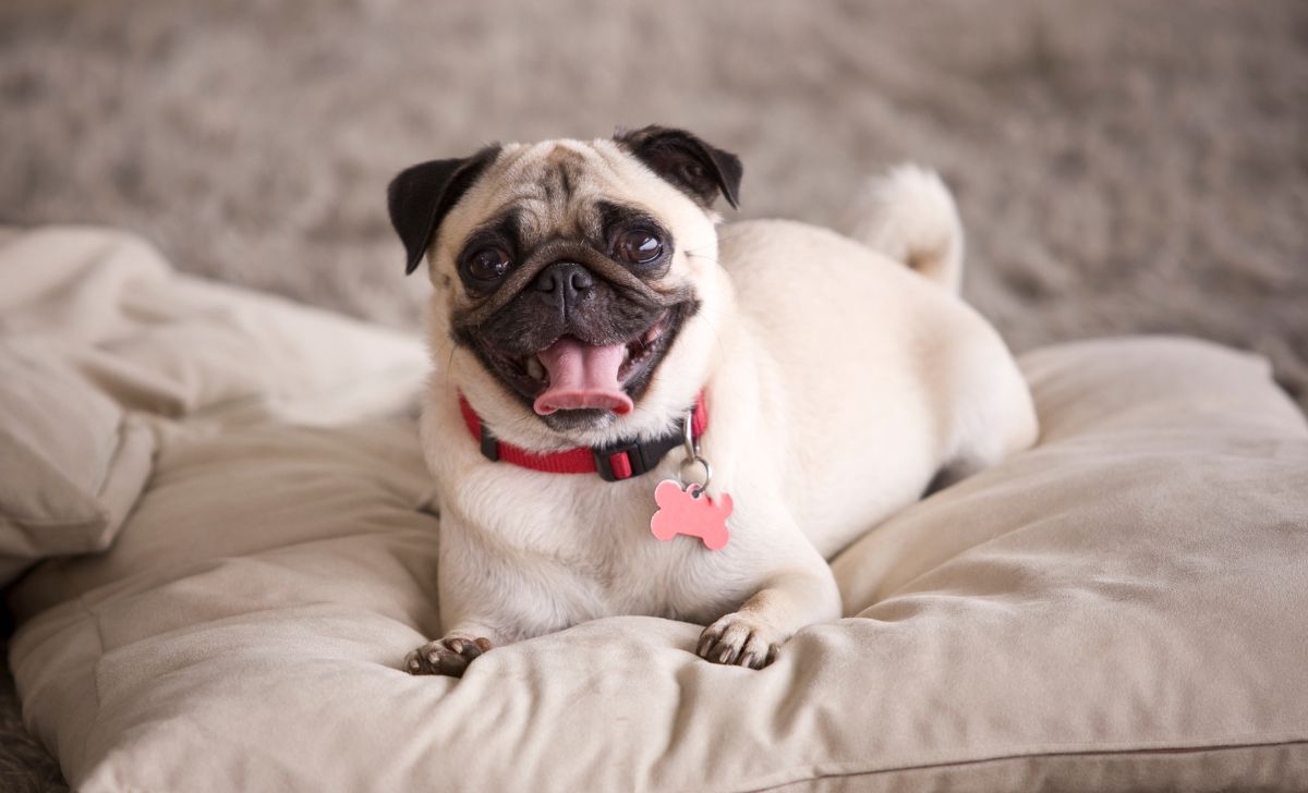 A Complete Pug Growth Chart To Follow Your Dog's Growth