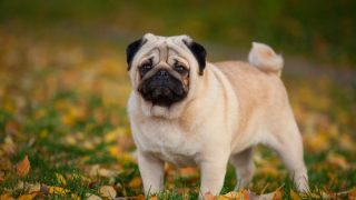 A Complete Pug Growth Chart To Follow Your Dog's Growth