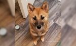 11+ Beautiful Shiba Inu Colors That Will Make You Gasp