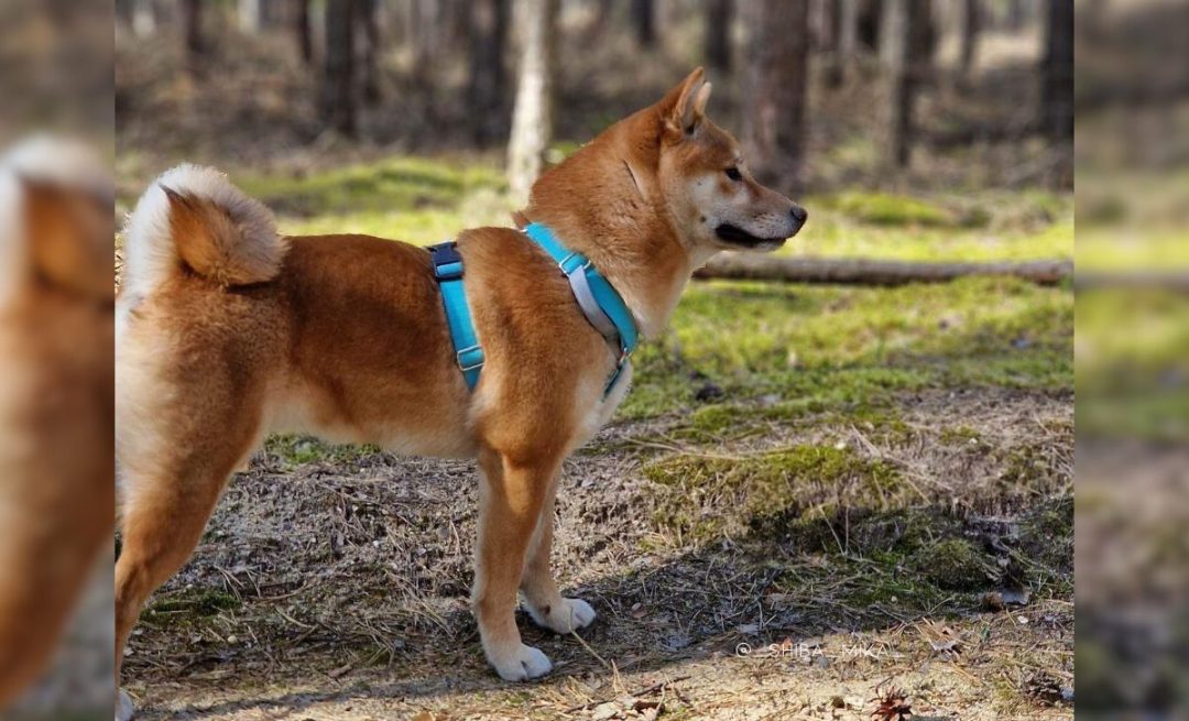 11+ Beautiful Shiba Inu Colors That Will Make You Gasp