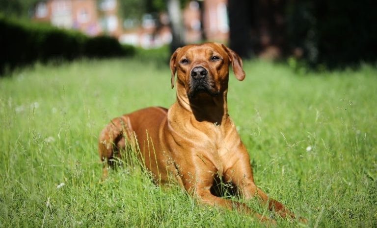 Rhodesian Ridgeback Growth Chart For Your Lion Hunter’s Journey
