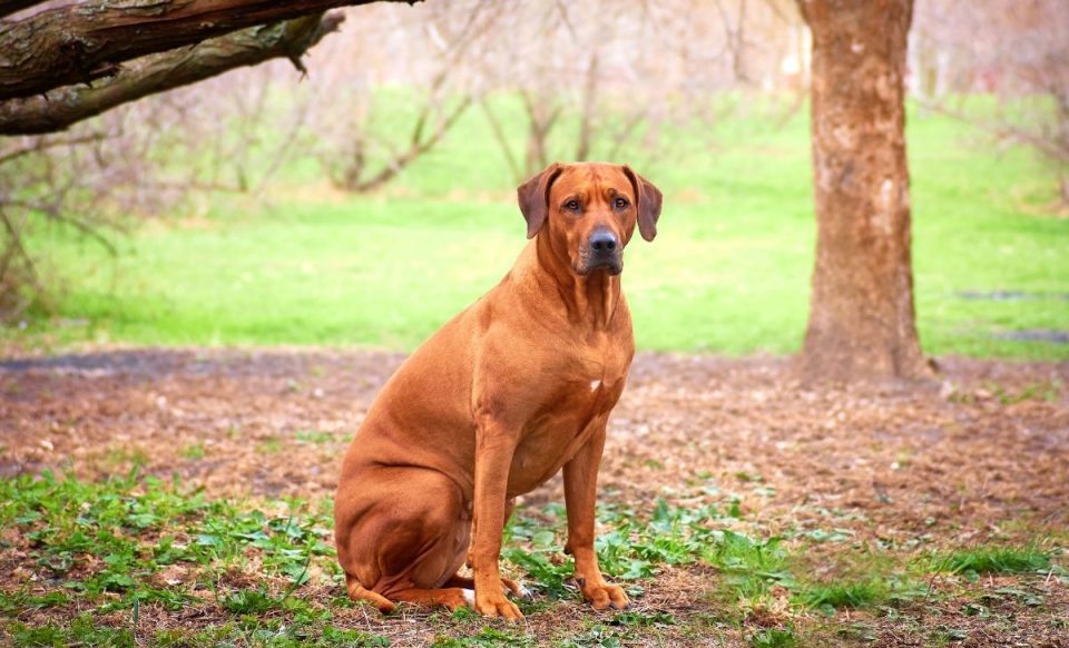 Rhodesian Ridgeback Growth Chart For Your Lion Hunter’s Journey