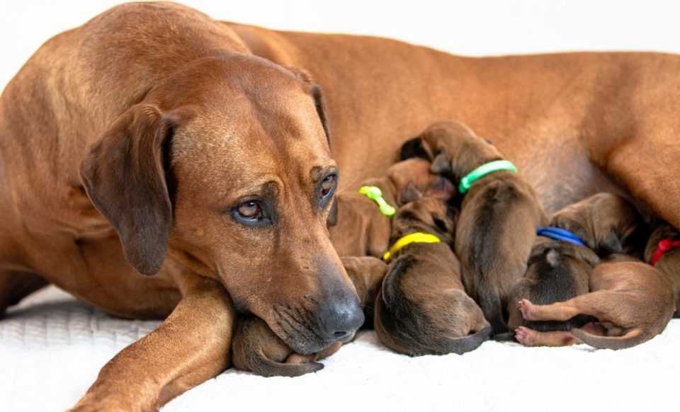 Rhodesian Ridgeback Growth Chart For Your Lion Hunter’s Journey