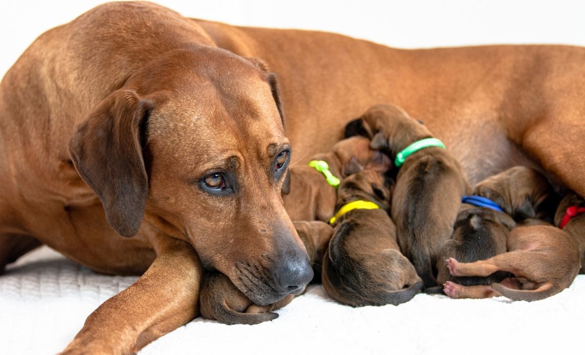 Rhodesian Ridgeback Growth Chart For Your Lion Hunter’s Journey