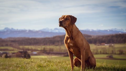 Rhodesian Ridgeback Growth Chart For Your Lion Hunter’s Journey
