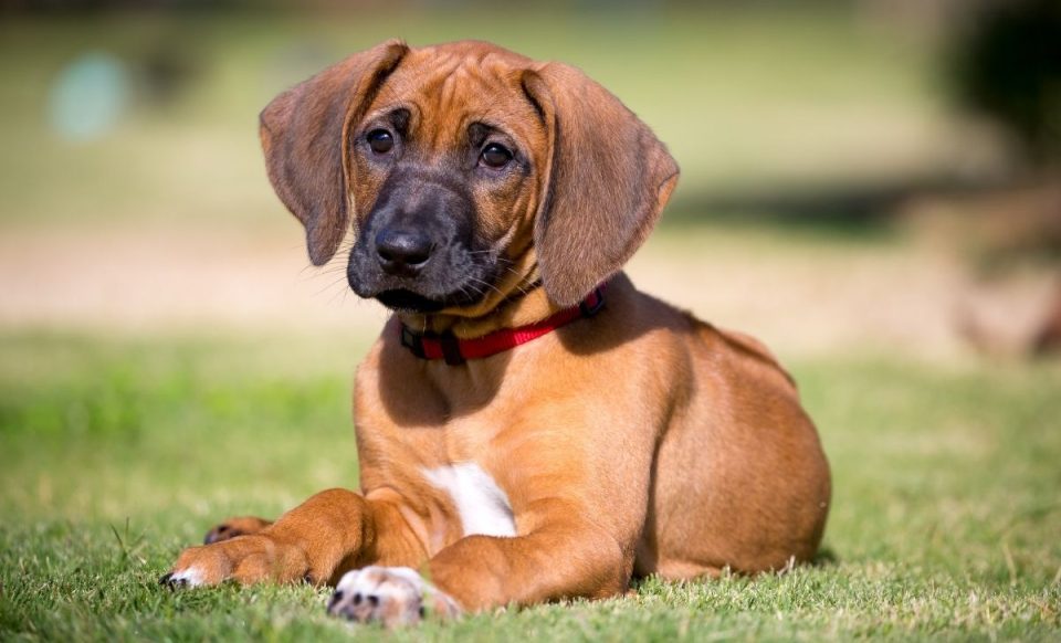 Rhodesian Ridgeback Growth Chart For Your Lion Hunter’s Journey