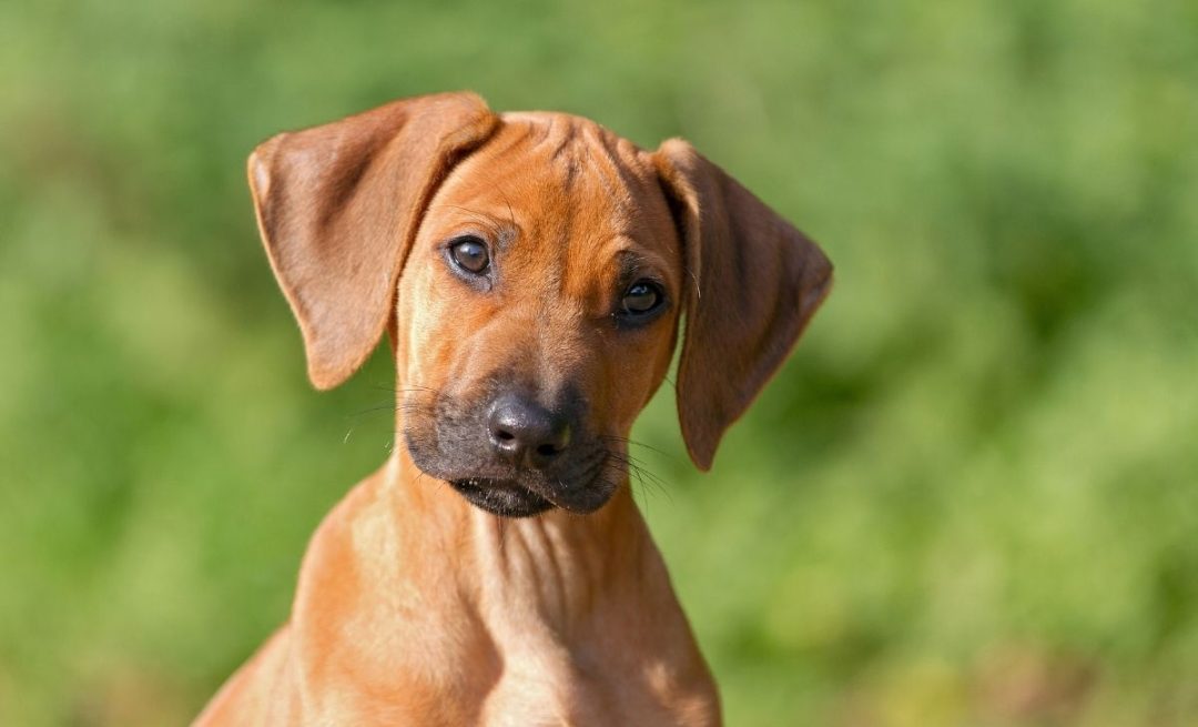 Rhodesian Ridgeback Growth Chart For Your Lion Hunter’s Journey
