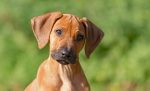 Rhodesian Ridgeback Growth Chart For Your Lion Hunter’s Journey
