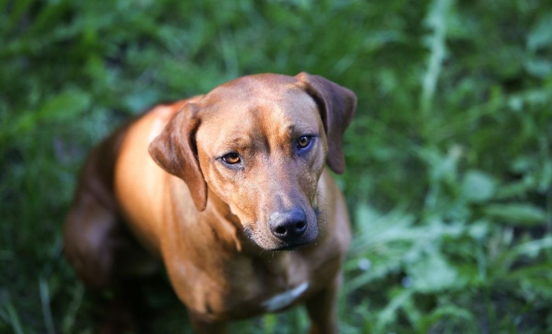 Rhodesian Ridgeback Growth Chart For Your Lion Hunter’s Journey