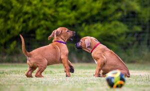 Rhodesian Ridgeback Growth Chart For Your Lion Hunter’s Journey
