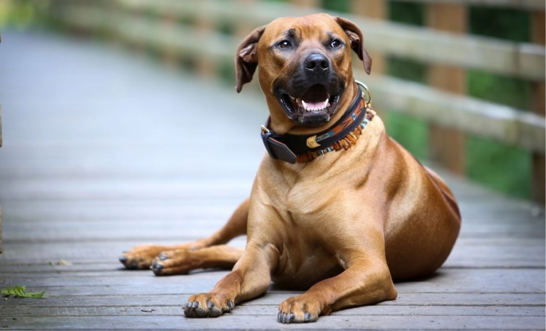 Rhodesian Ridgeback Growth Chart For Your Lion Hunter’s Journey