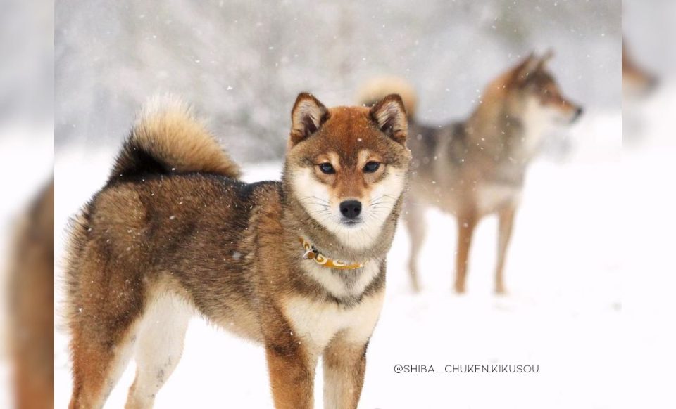 11+ Beautiful Shiba Inu Colors That Will Make You Gasp