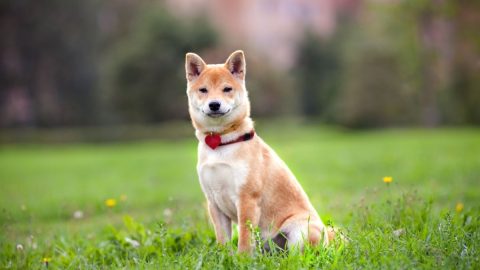 11+ Beautiful Shiba Inu Colors That Will Make You Gasp