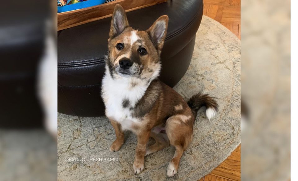 25 Shiba Inu Mixes Guaranteed To Take Your Breath Away (With Pictures)