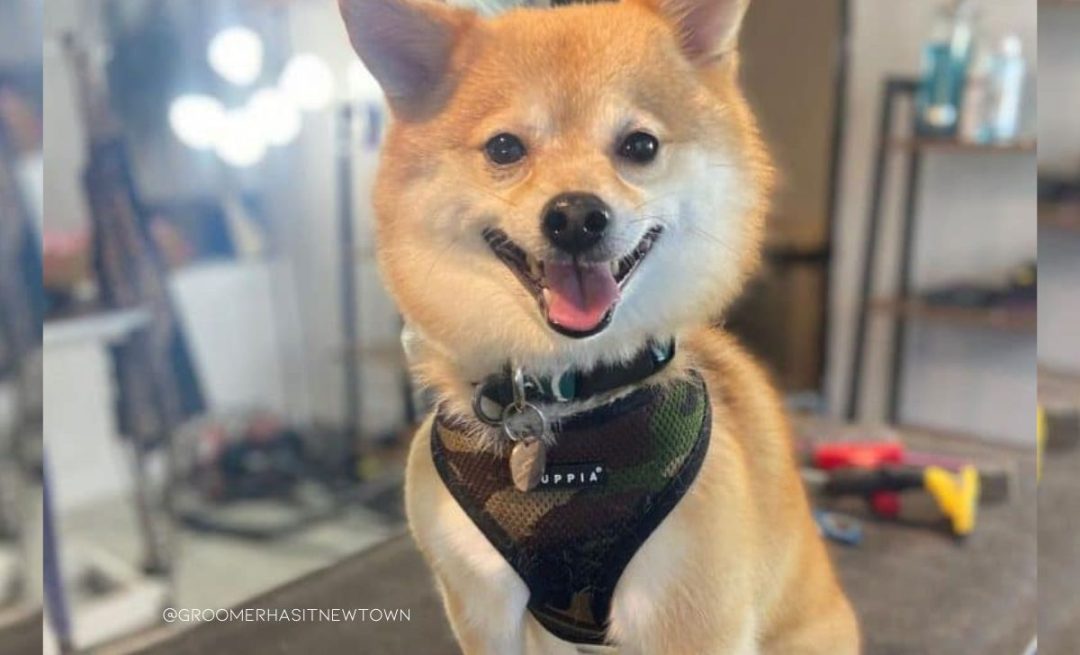 25 Shiba Inu Mixes Guaranteed To Take Your Breath Away (With Pictures)