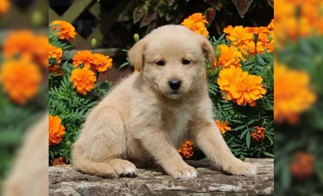 25 Shiba Inu Mixes Guaranteed To Take Your Breath Away (With Pictures)