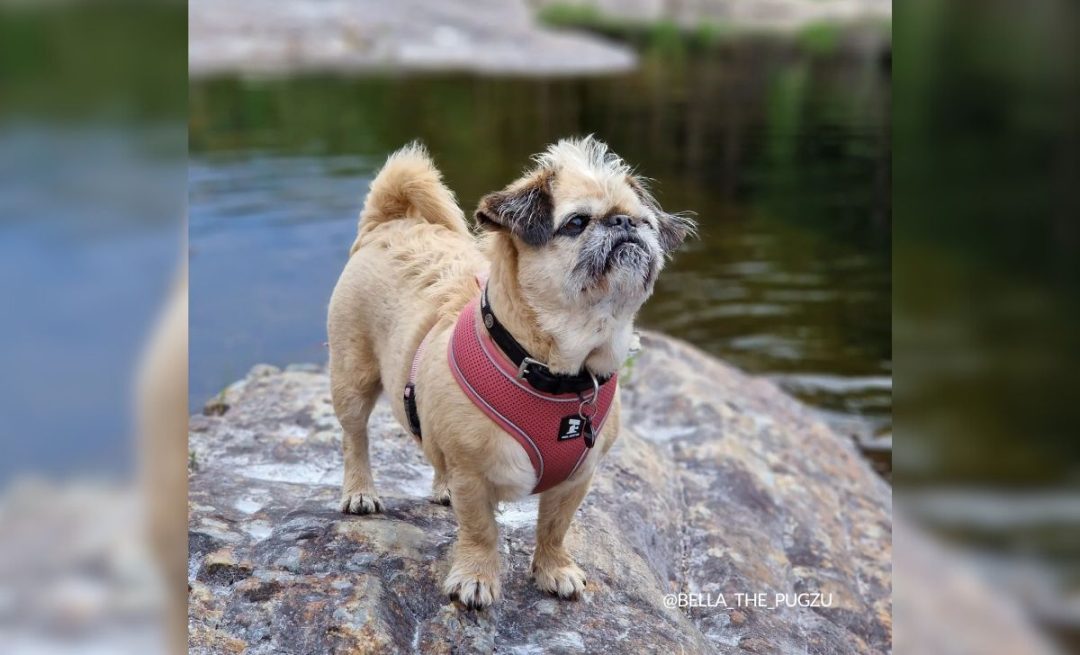 33 Gorgeous Pug Mixes To Make You Smile (With Pictures)