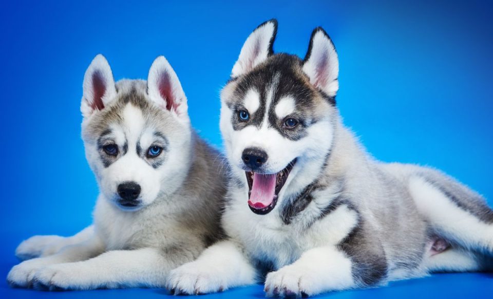 That One Husky Growth Chart That Has All The Important Information