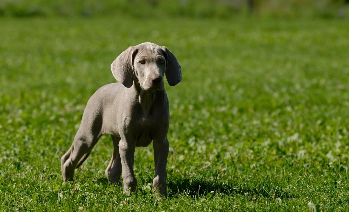 A Complete Weimaraner Growth Chart And Growth Stages
