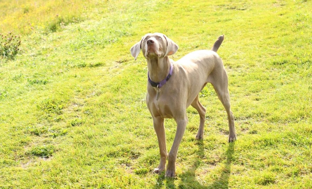 A Complete Weimaraner Growth Chart And Growth Stages