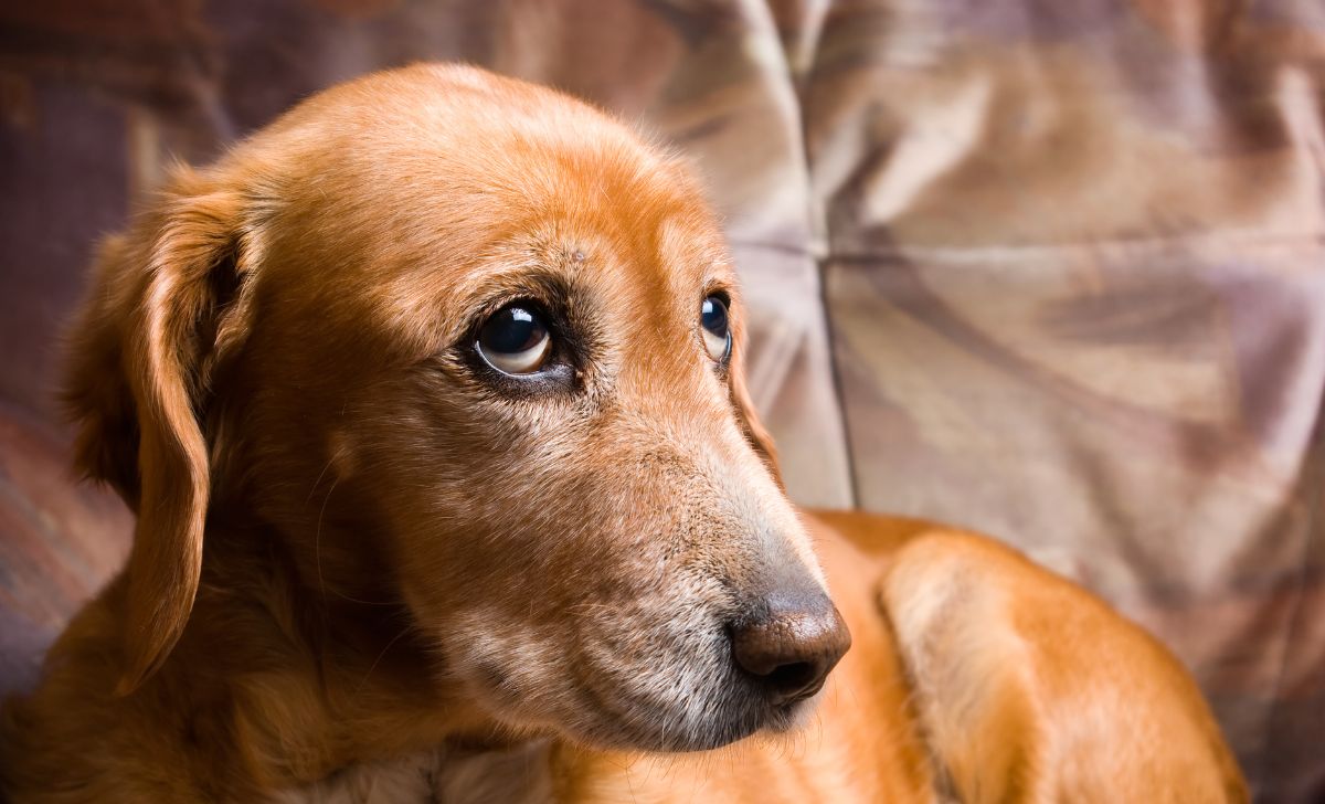 Your Guide To Hip And Elbow Dysplasia In Dogs