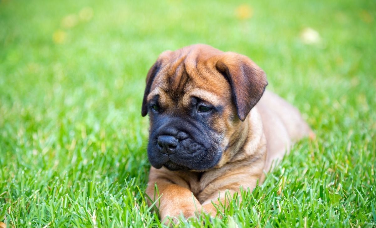 Bullmastiff Growth Chart And 7 Tips to Help Them Grow Healthy