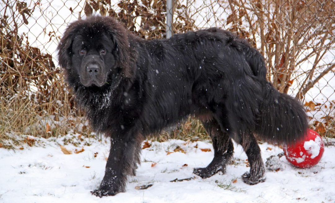 11 Newfoundland Colors And Easy Grooming Tips - Breed Atlas