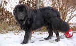 11 Newfoundland Colors And Easy Grooming Tips - Breed Atlas