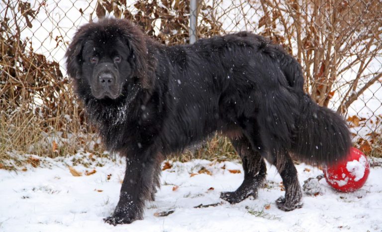 11 Newfoundland Colors And Easy Grooming Tips - Breed Atlas