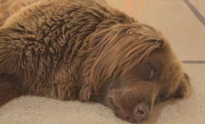 11 Newfoundland Colors And Easy Grooming Tips - Breed Atlas