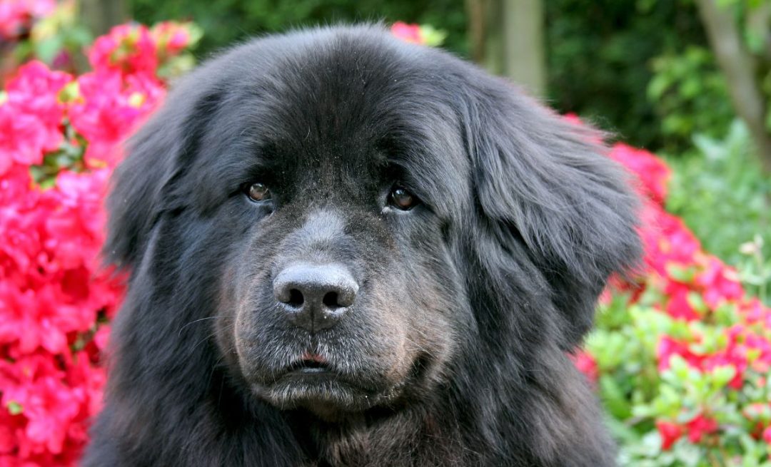 11 Newfoundland Colors And Easy Grooming Tips - Breed Atlas