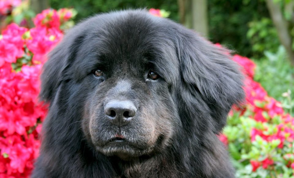 11 Newfoundland Colors And Easy Grooming Tips - Breed Atlas