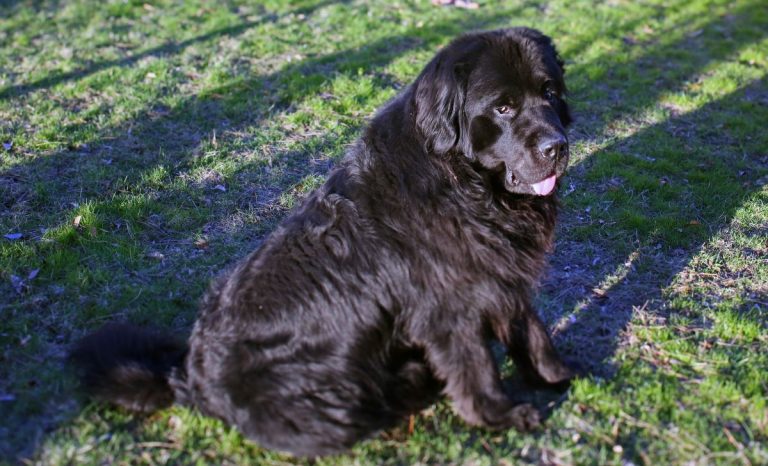 11 Newfoundland Colors And Easy Grooming Tips - Breed Atlas